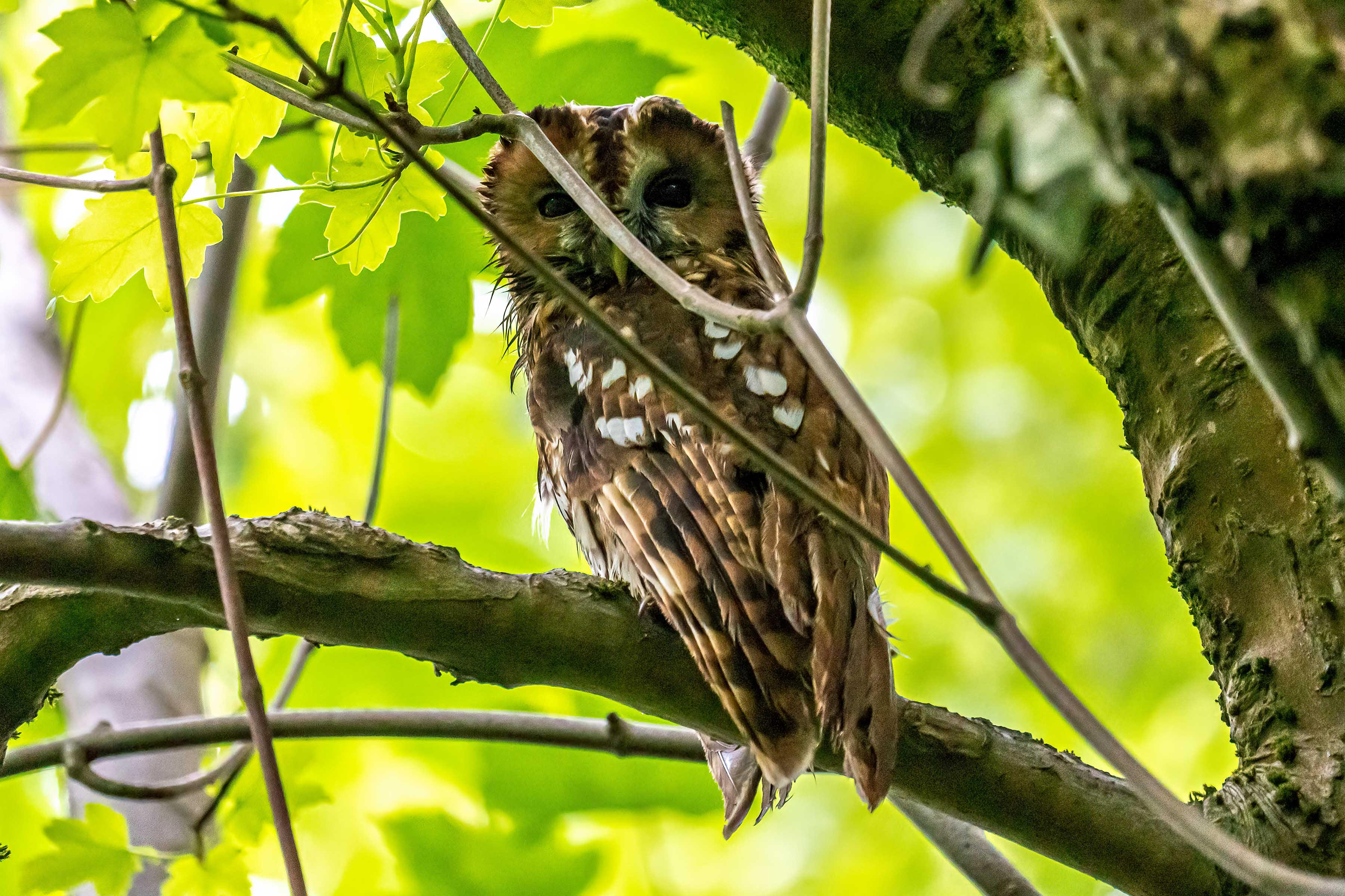 Up-to-date Wildlife Sightings